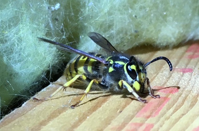 How Do I Know if I Have a Wasp Nest • Pest-Tech • Wasp Nest Removal