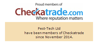 Spider Removal Treatment in Maidstone • Pest Control in Maidstone